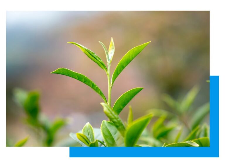 ORÍGENES, USOS Y APLICACIONES DEL TIMOL - Comercial Godó